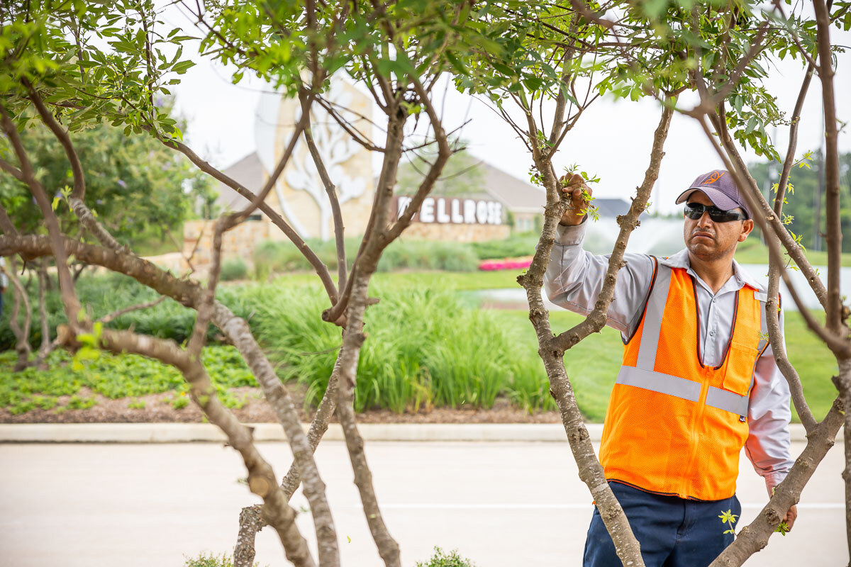 Essential Tree Care Tips for Houston Homeowners Associations
